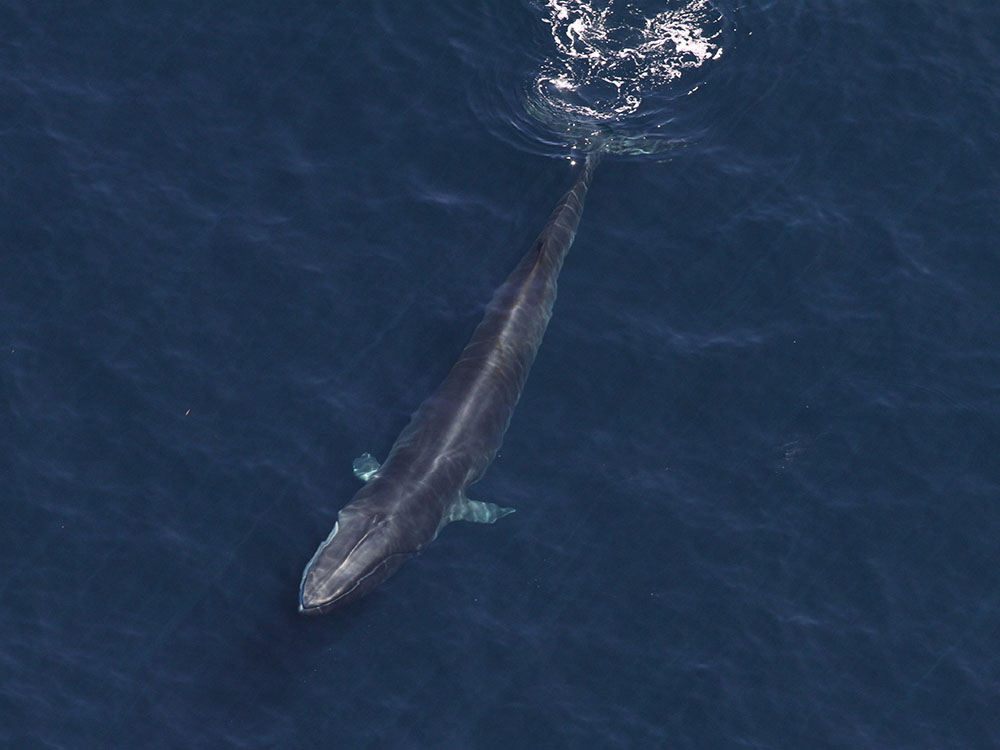 Length: Up to 16m